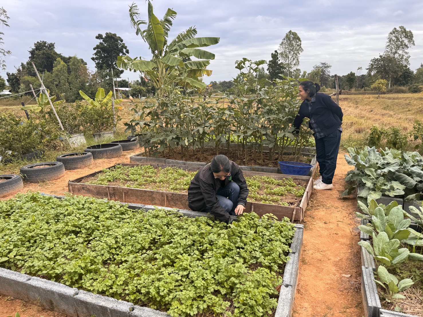 เกษตรสนม ติดตามการดำเนินกิจกรรมของ young smart farmer – สำนักงานเกษตร ...