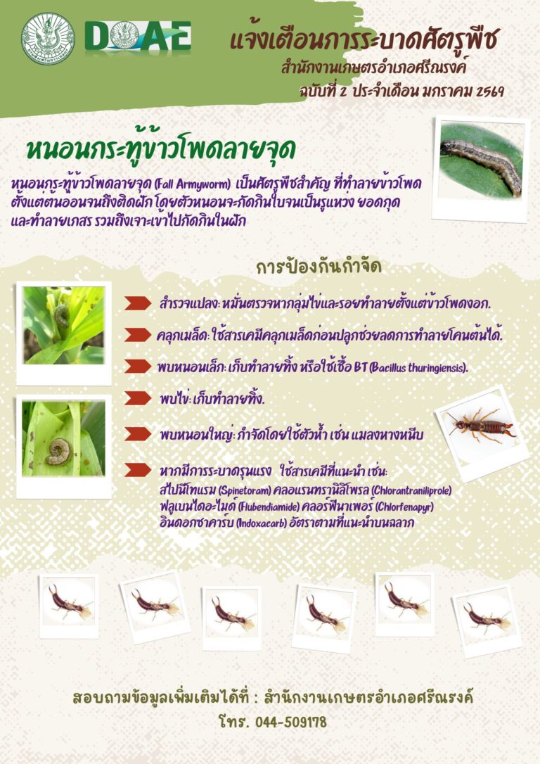 แจ้งเตือนการระบาด….หนอนกระทู้ข้าวโพดลายจุด – สำนักงานเกษตรอำเภอศรีณรงค์