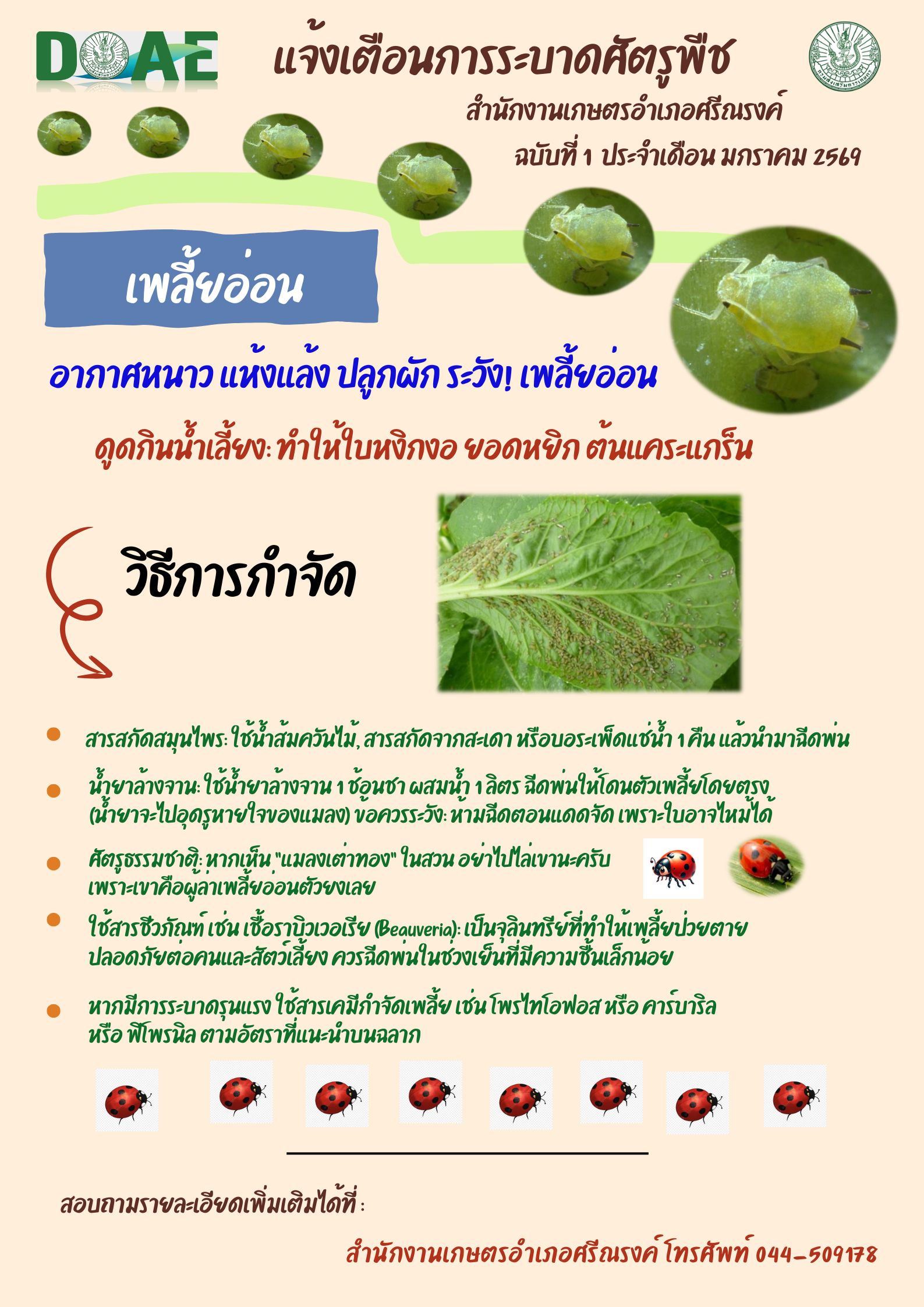 แจ้งเตือนการระบาด….เพลี้ยอ่อน – สำนักงานเกษตรอำเภอศรีณรงค์