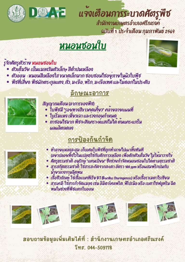 📢 ประกาศแจ้งเตือนเฝ้าระวังการระบาด “หนอนชอนใบ” – สำนักงานเกษตรอำเภอศรีณรงค์